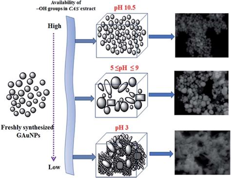 A Schematic Representation Of The Shape And Size Control Of Au Nps In Download Scientific