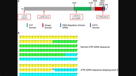 Oncotarget Extreme Phenotype Approach Identifies Rare ATR Variants As Potential Male Breast
