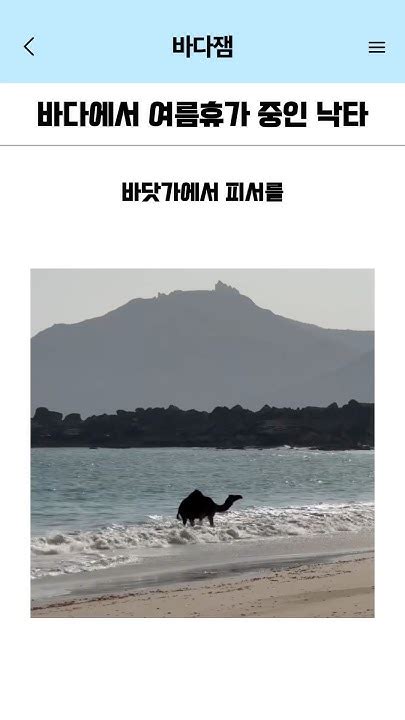 바다에서 여름휴가 중인 낙타 Youtube