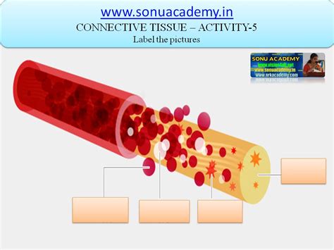 SONU ACADEMY CONNECTIVE TISSUE ACTIVITY