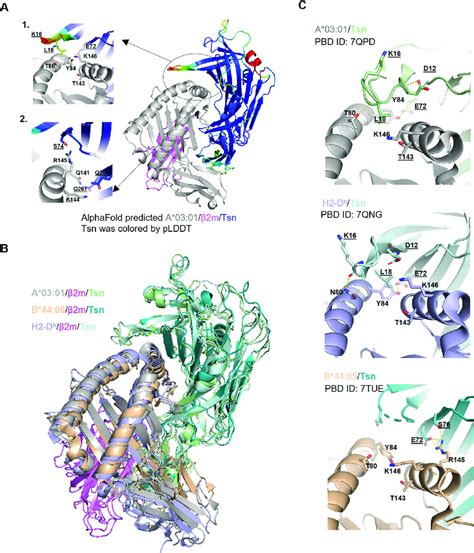 Detailed Interactions Between Tapasin And Mhc I A Predicted Structure Download Scientific