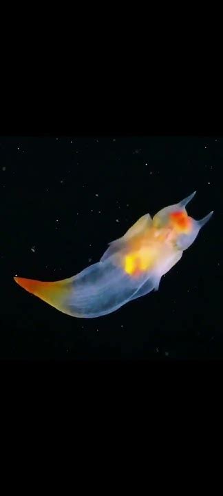 Real Creature Known As A Sea Angel Clione Limacina Found In The Cold