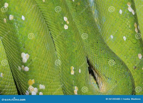 Green Tree Python Skin Detail Stock Image Image Of Green Detail