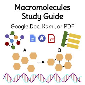Macromolecules Study Guide By Beautiful Biology TPT