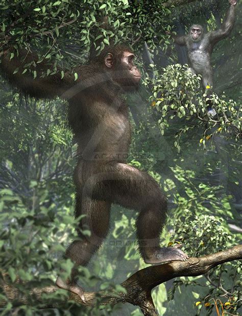 Australopithecus Ramidus