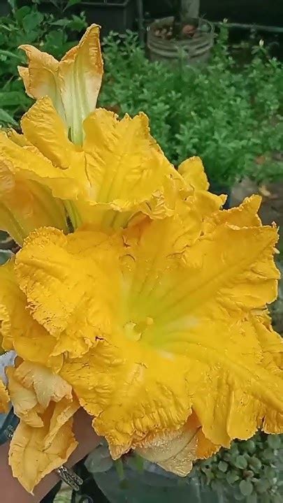 টাটকা টাটকা মিষ্টি কুমড়ার ফুল 🌸 Shorts Youtubeshorts Shortvideo Nature Trending Viralclips