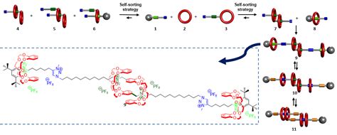 Supramolecular Self Sorting A Route To Sophisticated Multi Interlocked Molecular Muscles