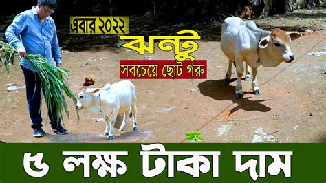 আবারও দেখা মিলল সবচেয়ে ছোট গরু। খর্বাকৃতির গরুটি যশোরে । ১৪ কেজি ওজনের গরু দাম ৫ লক্ষ টাকা