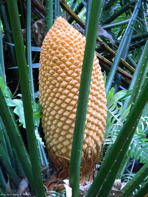 Cica Guia Completo Para Cultivar E Cuidar Da Planta