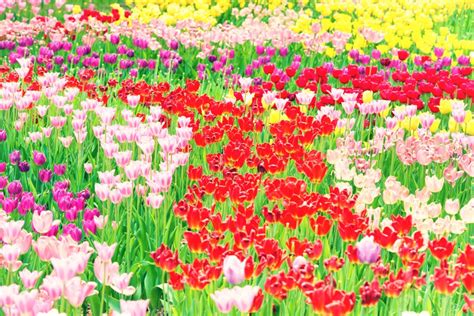 228 색색 무료 다운로드 사진 그림 및 배경 이미지 Pngtree