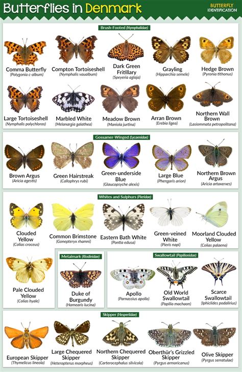 Types Of Butterflies In Denmark List With Pictures