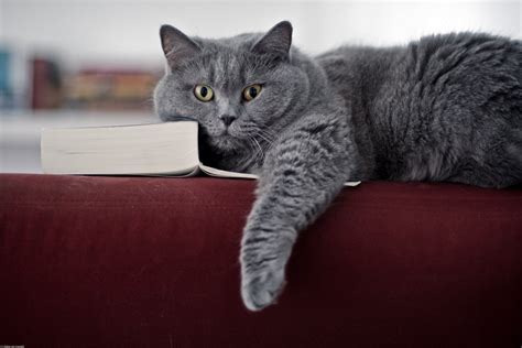 Кот лежит на диване 61 фото красивые картинки и Hd фото