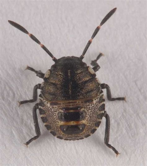 Discussion Forum Heteroptera Nymph Id