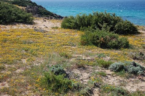 Habitat 2250 Dunas De Juniperus Spp Portal Ambiental De Andalucía