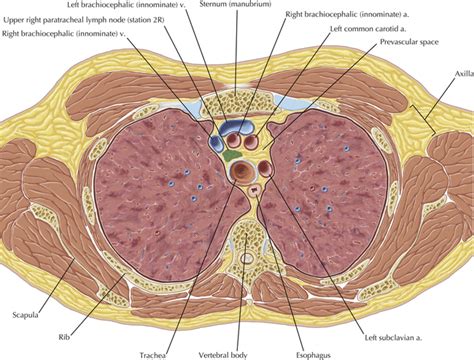 Thoracic Lymph Nodes Clinical Gate