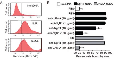 Figure 2 From The Nogo Receptor NgR1 Mediates Infection By Mammalian Reovirus Semantic Scholar