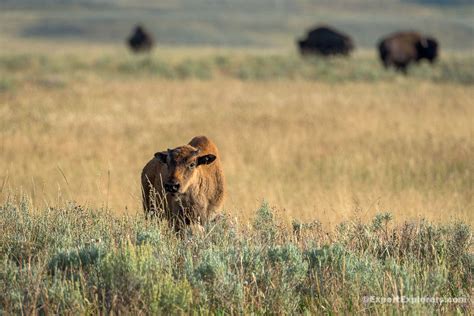 Hayden Valley Yellowstone National Park Where The Wild Things Are
