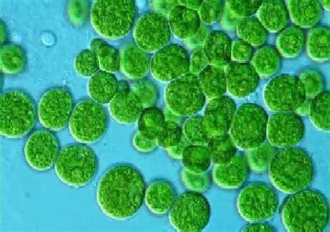 Classification Of Plants Examples And Characteristics Of The Main Systematic Groups Secondary