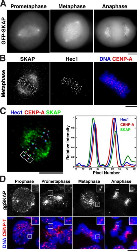 Skap Localizes To The Outer Kinetochore During Metaphase And Anaphase Download Scientific