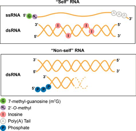 2 Importance And Impacts Of Rna Modifications In Biology Disease