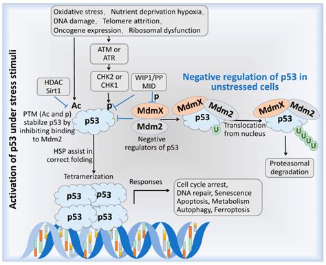 Strategies For P53 Activation And Targeted Inhibitors Of The P53 Mdm2 Mdmx Interaction Pmc