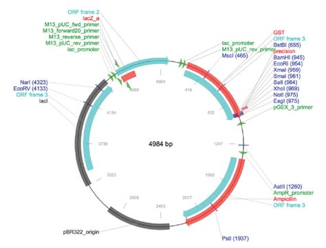 Plasmid Profile Of PGEX 6P 1 Download Scientific Diagram