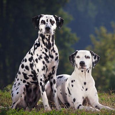 Далматинец - описание породы, характеристика, фото щенка