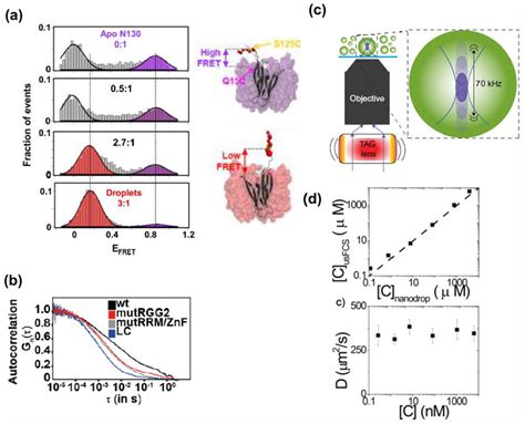 Single Molecule Fluorescence Techniques A Npm1 N Terminal Domain
