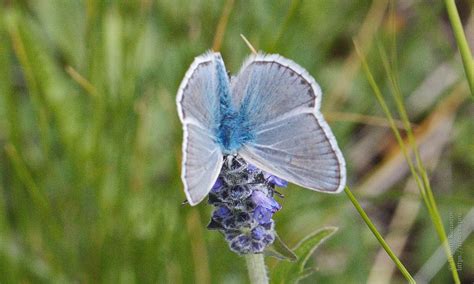 Photo Polyommatus Erotides