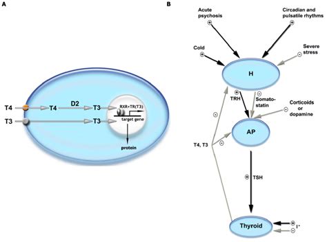 1 Thyroid Hormone Action And The Hypothalamic Pituitary Thyroid Axis