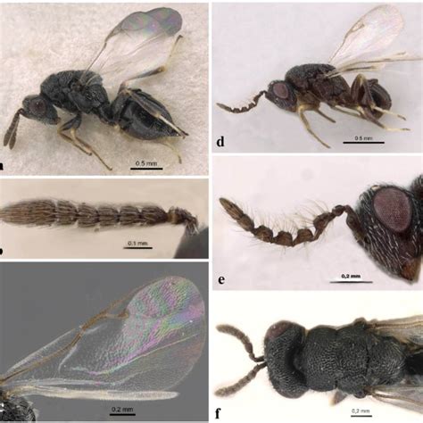 Eurytoma Coleopterae Zerova 1978 A B C F Female D E Male A