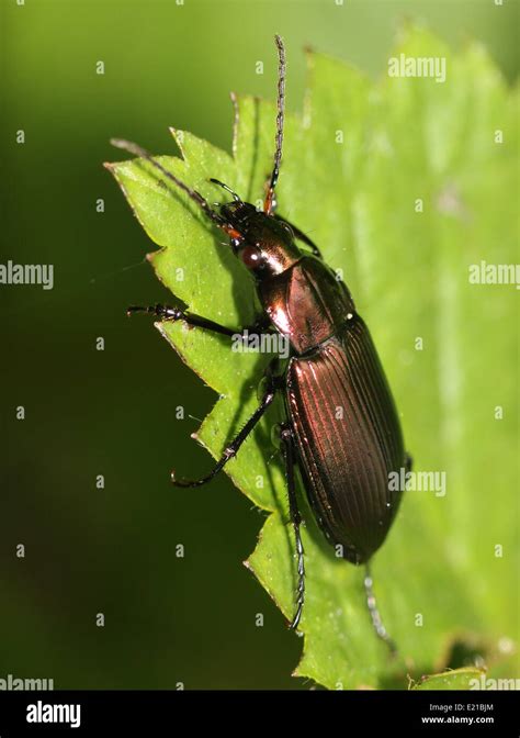 Poecilus Cupreus A Lareg Copper Coloured Ground Beetle Posing On A