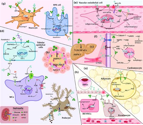 Possible Mechanisms Of CSF In Alleviating Obesity And Obesity Relevant Download Scientific