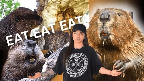 How Beavers Became So Sick Lindsay Nikole Youtube