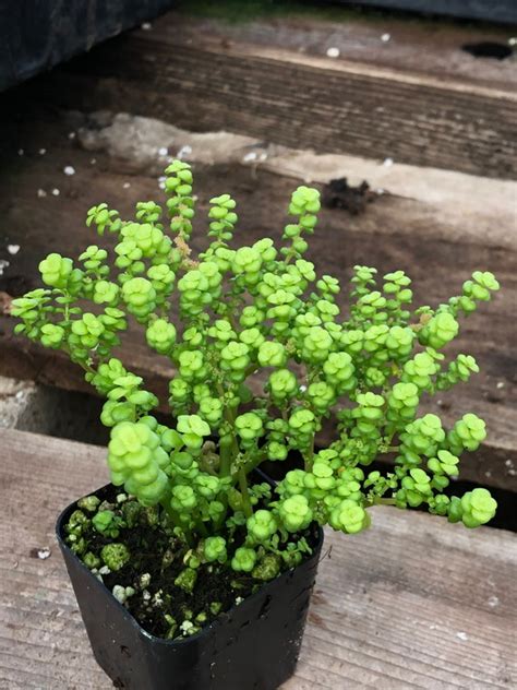 Artillery Plant Benefits