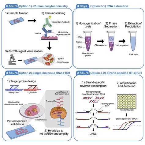 Cell Press Star Protocols