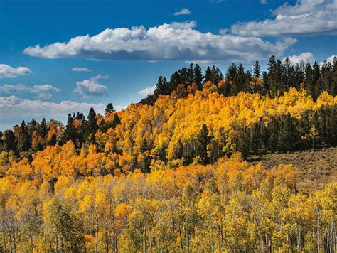 The Worlds Largest Organism May Have Been Growing For 80 000 Years How It Works Uk Science