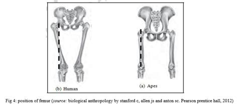 Comparative Anatomy Between Man And Apes Physical And Biological Anthropology