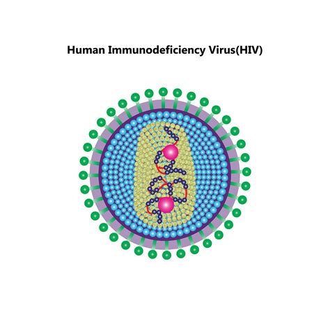 Hiv Virus Structure Viral Infection Hiv Aids Sexually Transmitted Diseases Infographics