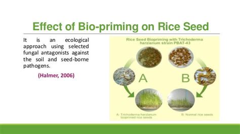 Seed Priming