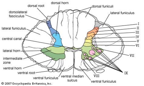 Human Nervous System Spinal Cord Reflexes Sensory Motor Britannica