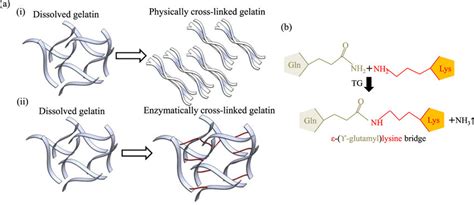Schematic Of Gelatin Cross Linking Processes A I Physical And Ii Download Scientific