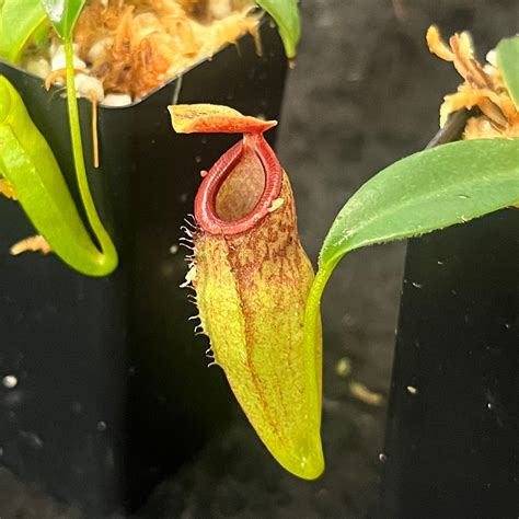 Nepenthes Aristolochioides X Campanulata Pitcher N Moss
