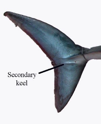 Shark Identification For Cooperative Shark Tagging Program C P Noaa