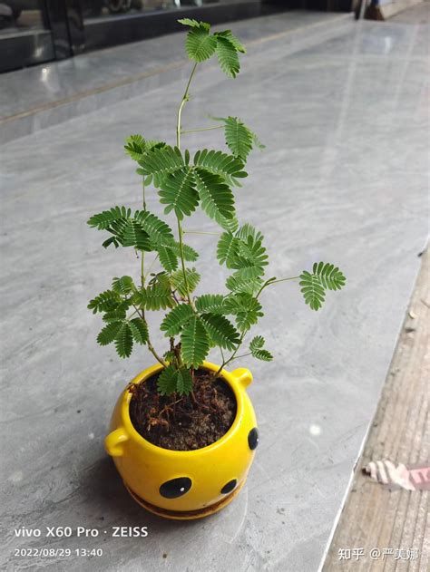 含羞草对不同刺激的观察和探究 知乎