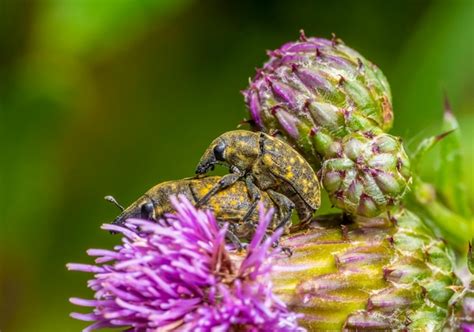 Premium Photo Mating Canada Thistle Bud Weevils