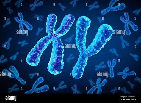 X And Y Chromosomes As Male Chromosome Concept For A Human Biology Structure Containing Dna