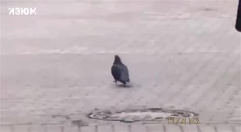 В Москве прошло награждение причастных к уничтожению истребителя союзника НАТО