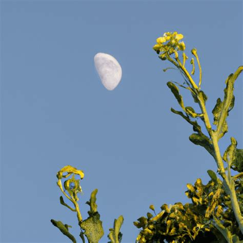 Luna Gibbosa Calante Guida Agronomica