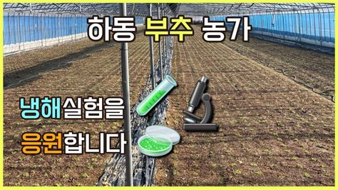 80 하동부추농가 대표님의 냉해실험을 응원합니다 천연비료 무농약 식물영양제 막걸리비료 텃밭가꾸기 베란다텃밭 화초키우기 퇴비 식물살충제 식테크 식집사